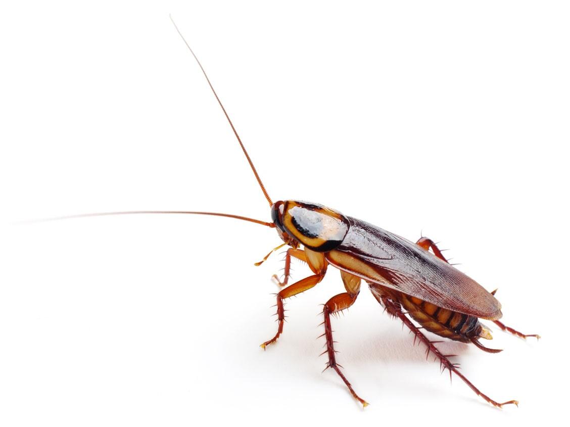Fox Valley Environmental Pest Control