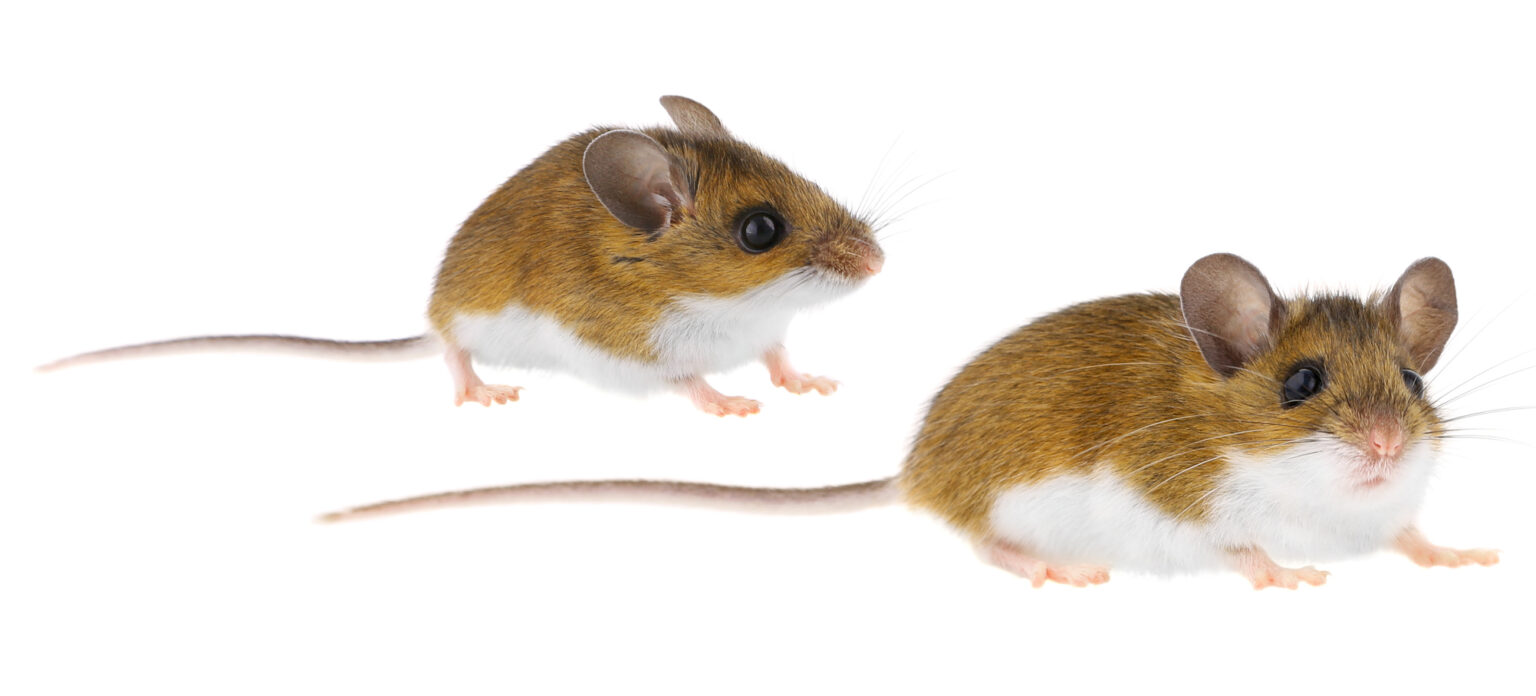 Deer Mice vs Field Mice vs House Mice – Identification and Solutions ...