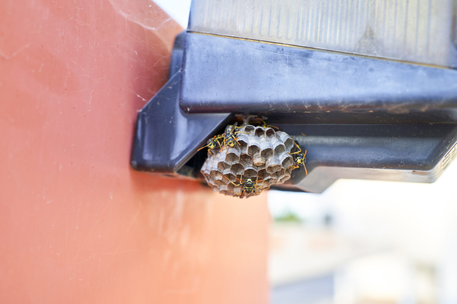 Wasp Control Experts | Naperville, IL | Fox Valley Pest