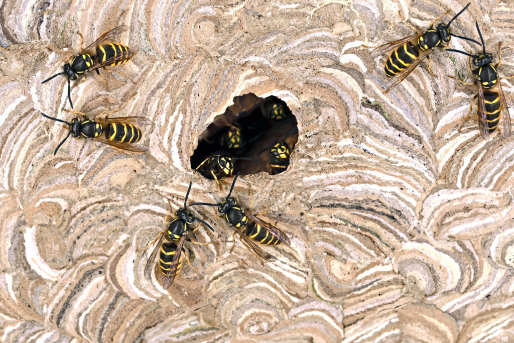 Fun Facts About Yellowjackets in Northern Illinois - fox valley pest ...